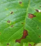 Spokéness brillant sur les feuilles