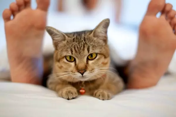 Why the cat began to sleep between the legs - signs and real reasons