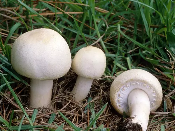 Vilda mushrooms