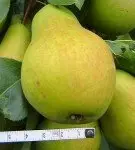 Zorte Pears Tryverghanka