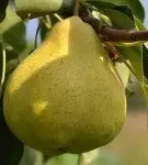 Fasalka Pear Pear