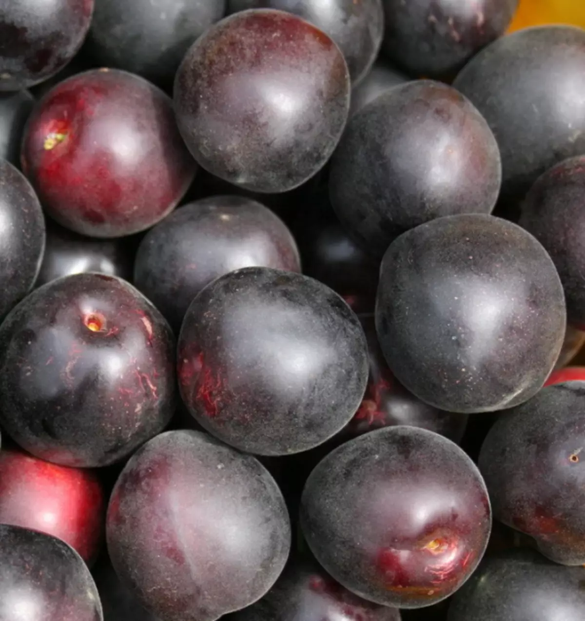 Popis černých odrůd meruňky: Černý princ, černý Velvet, Melitopol Black, myš a další