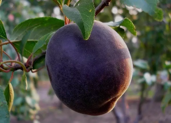 Apricot Black Velvet.
