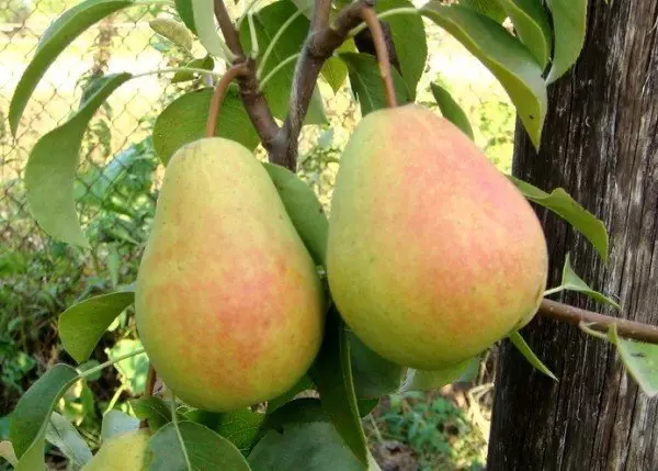 פירות אגס Chizhovskaya.