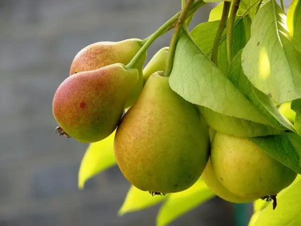 Fruta de la pera
