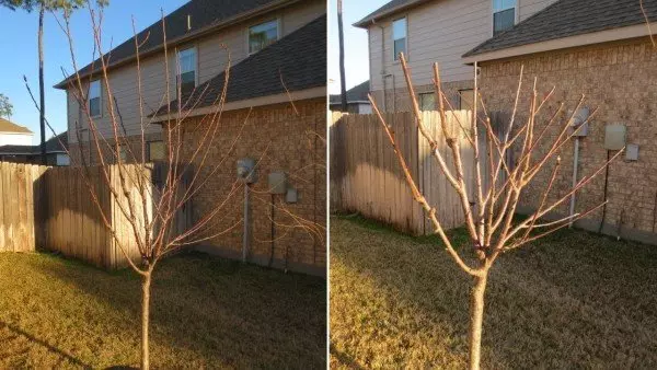 Baum vor und nach dem Trimmen