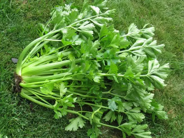 Xaashi celery.