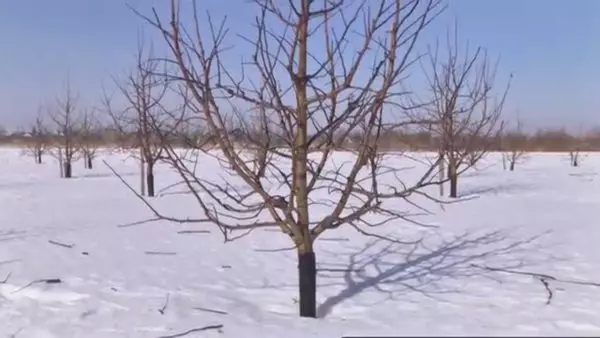 सर्दियों में ऐप्पल पेड़