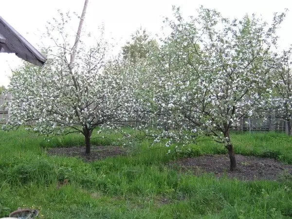 開花リンゴの木