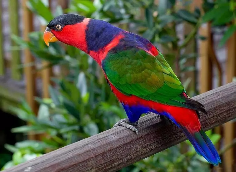 Rolig video där papegojan skriker "Kukareek"