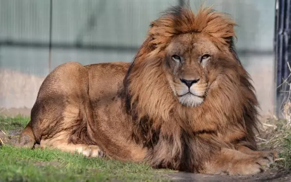 en løve