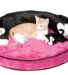 Gergin siyah ve beyaz kedinin bir tarafı ile pembe lena yastık, üzerinde - kırmızı yavru kedi