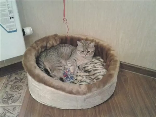 Com fer un llit per a un gat amb les teves mans: característiques d'una roba de llit, patró i fabricació felins 185_23