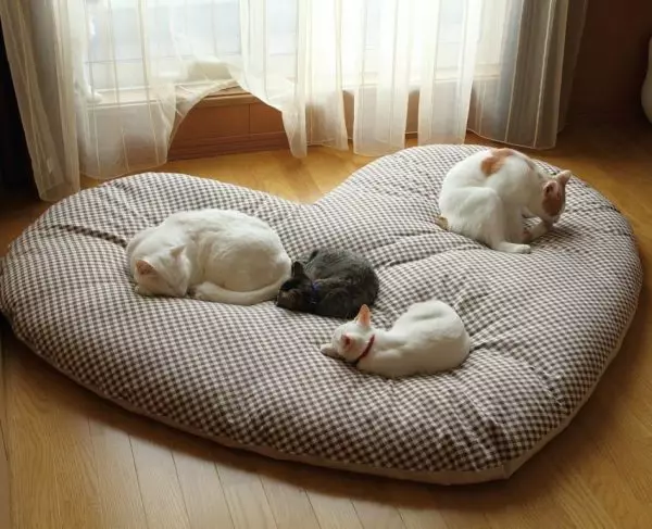 Bir kalp şeklinde büyük yastık, üzerinde dört kedi var