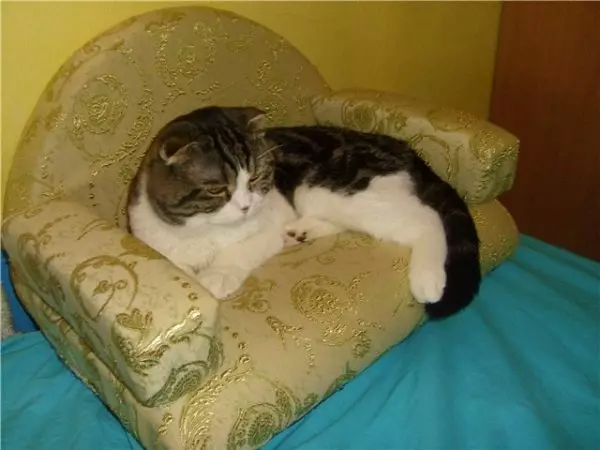 Саморобний диван з меблевої тканини з округлою спинкою і прямокутними підлокітниками без підставки, на якому лежить кіт