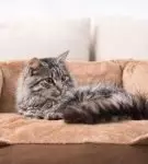 Mačka na veľkej hnedej lôžku s vysokým bočným operadlom na mäkkom stojane