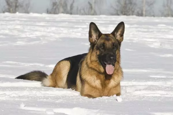 Shepherd na snegu