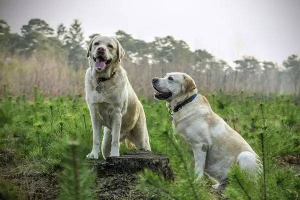 Labrador-retriever casal