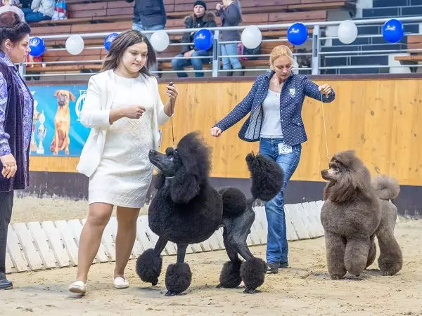 Royal Poodle pada persaingan