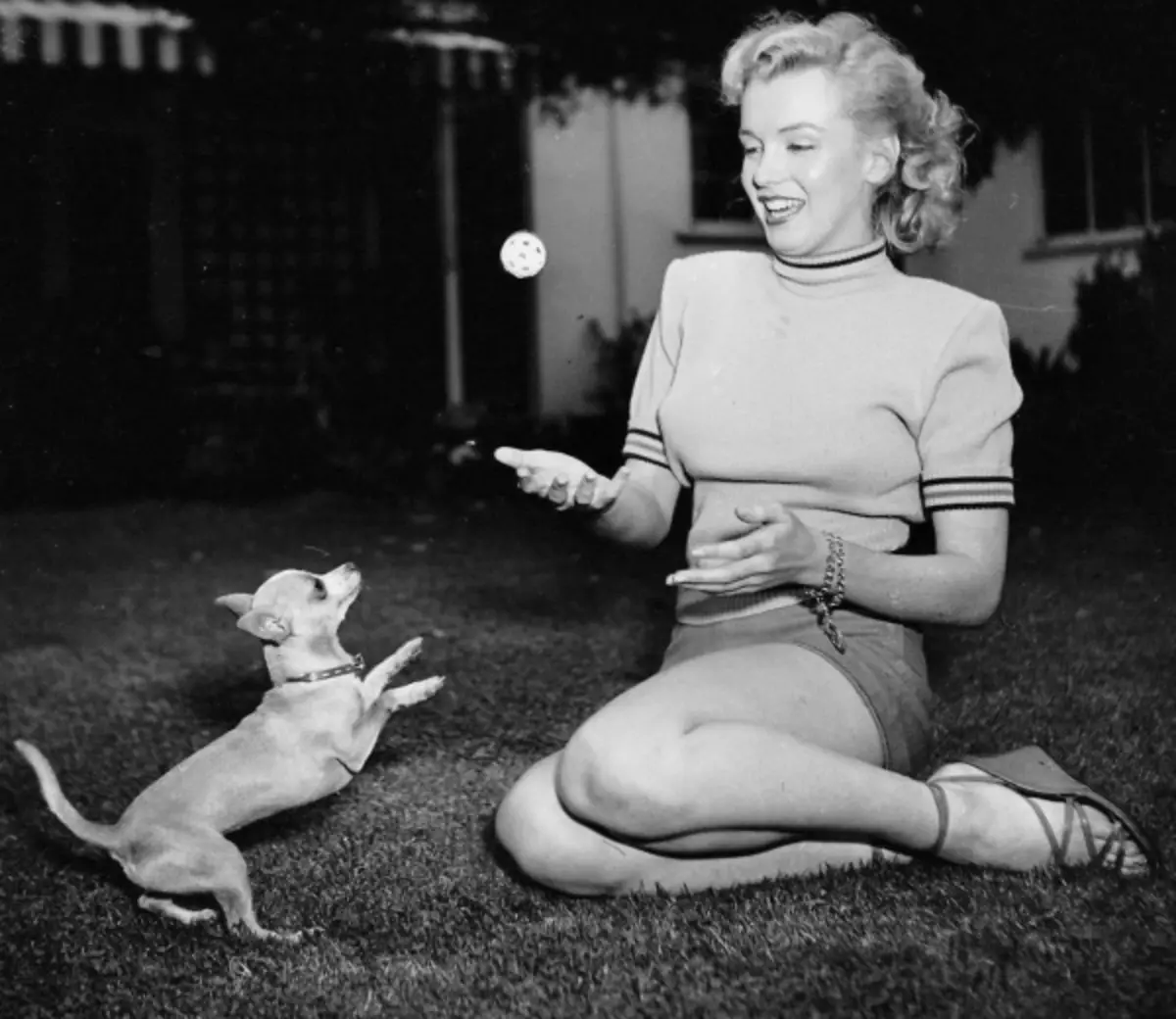 Marilyn Monroe og Chihuahua