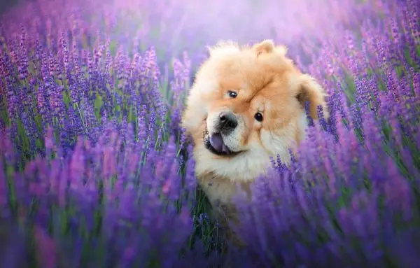 Chow Chow ing Lavender