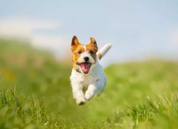 ဂျက် Russell Terrier