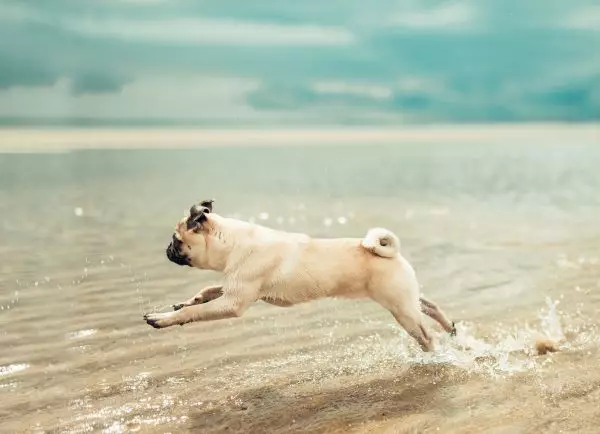 Pug ở biển