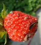 Slug på jordgubbar