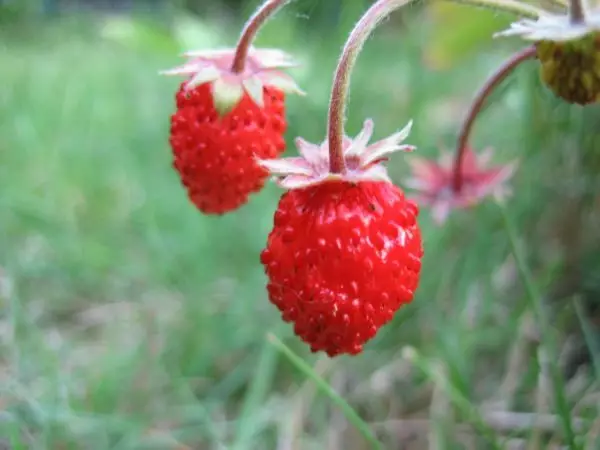 漿果草莓