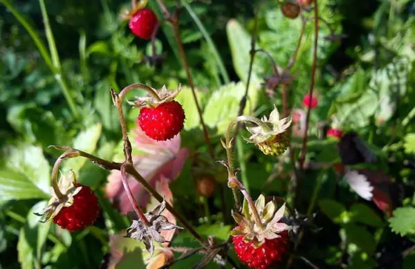 Bushi maasikad
