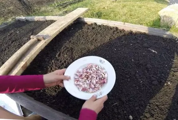 Pôda pre cesnak