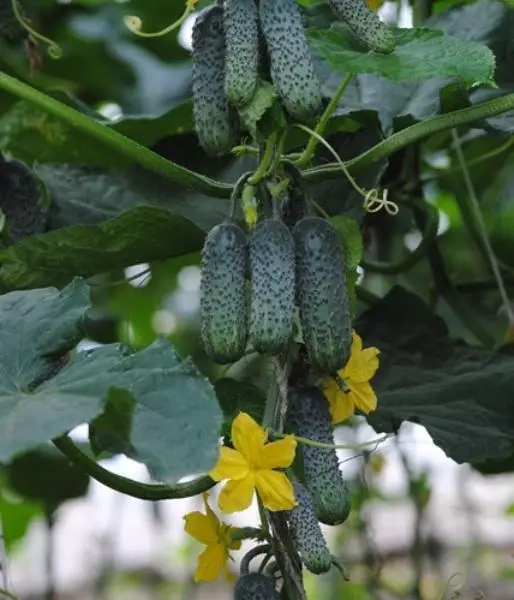 Variedad con panadería tipo de flor.