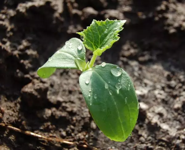 Seedling pepino