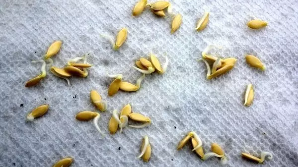 Semillas de pepino brotadas
