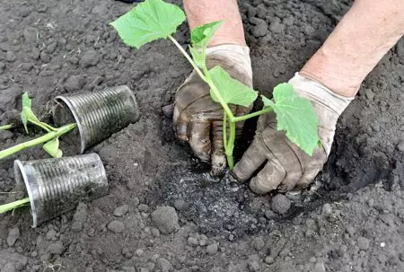 Transplanting