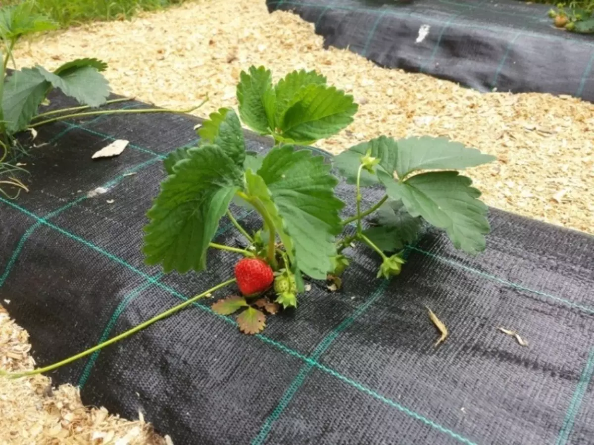 Wie decken Sie Erdbeerbüsche für den Winter ab 1878_1