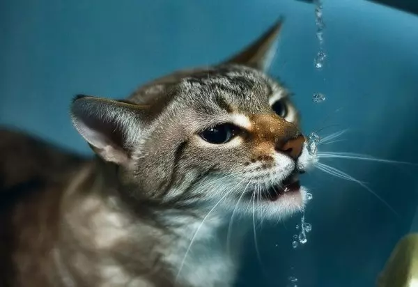 Bevande del gatto