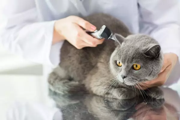 Pisica la medicul veterinar
