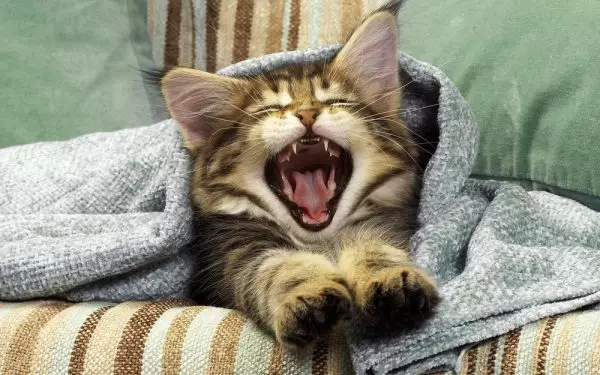 मांजरी yawns.