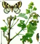 Groselyberry Pyadenitsa