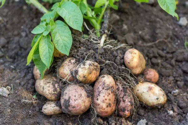 Урожай з куща картоплі