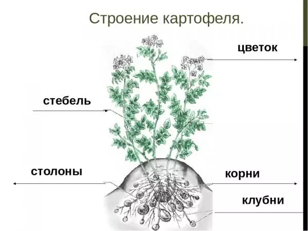 Shemski korijenski sistem krompira