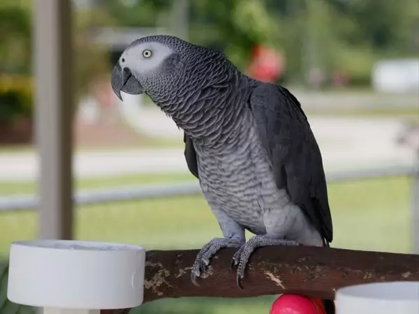 Jaco Parrot