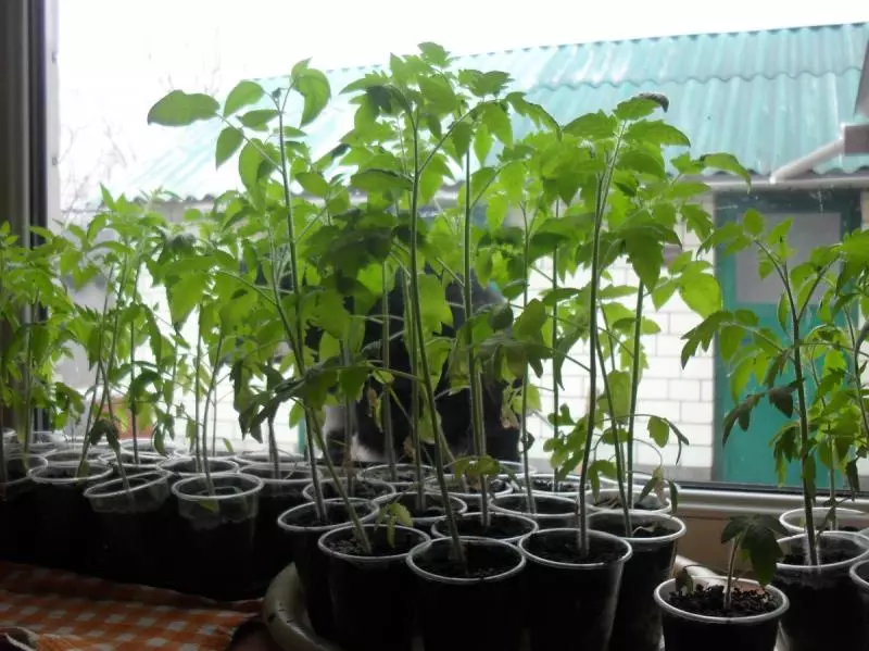 Was tun, wenn die Sämlinge von Tomaten ausdehnen und auch die Pflanzen füttern, so dass dies nicht passiert