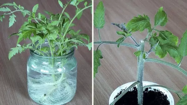 Showing the top of the seedlings of tomatoes