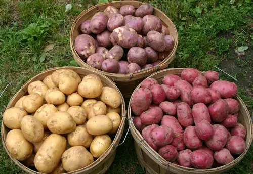 Vintage картошка