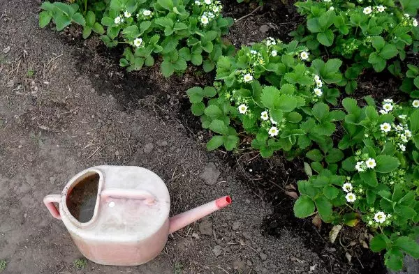 Të gjitha në lidhje me luleshtrydhe kopsht (luleshtrydhe) Mbretëresha Elizabeth: Përshkrimi i luleshtrydheve, uljes, kujdesit dhe aspekteve të tjera + foto