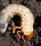 Larva môže zhuka