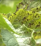 Phytofluorosis potatoes