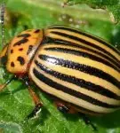 কলোরাডো beetle.